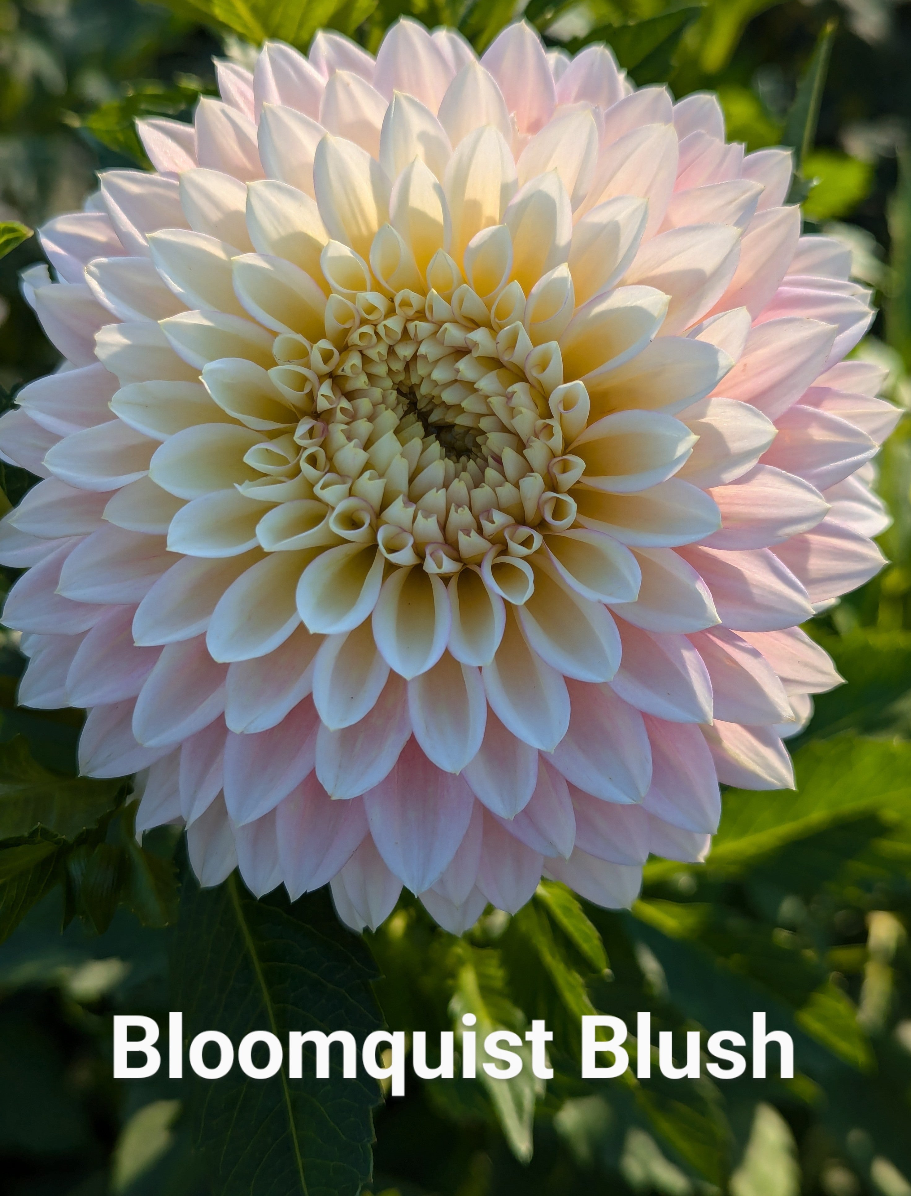 Bloomquist Blush dahlia tuber – White River Acres